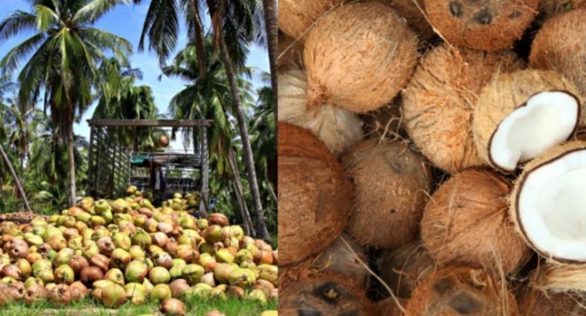 Coconut Harvest Set to Surge in May–June 2025